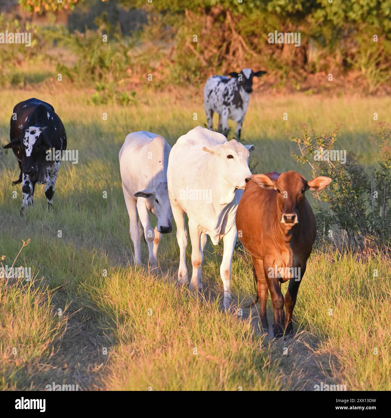 Brahman cattle in the southern Pantanal, Brazil Stock Photo - Alamy