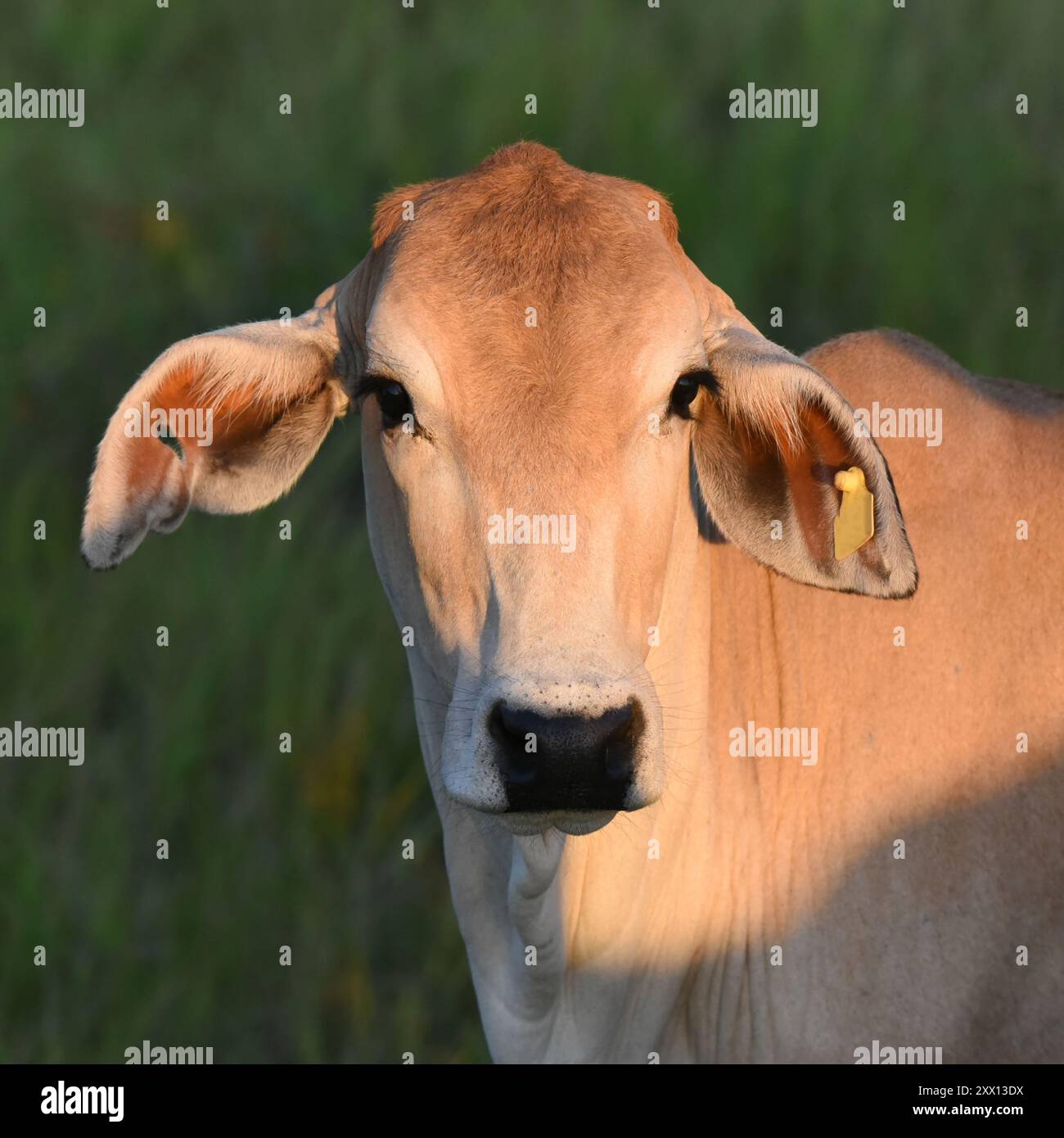 Brahman hi-res stock photography and images - Alamy