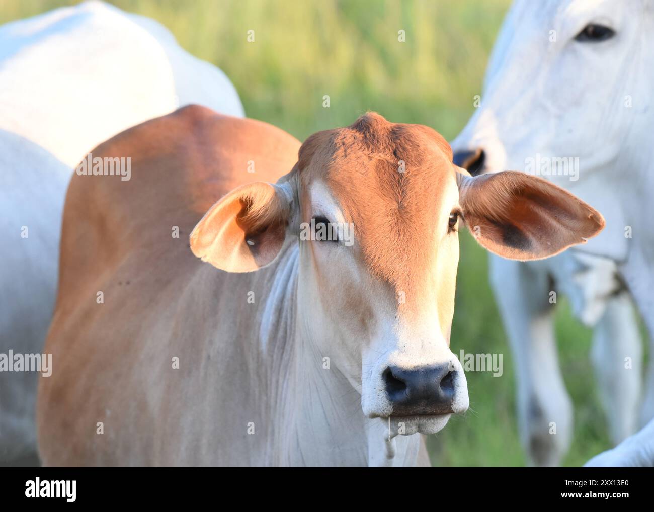 Brahman hi-res stock photography and images - Alamy
