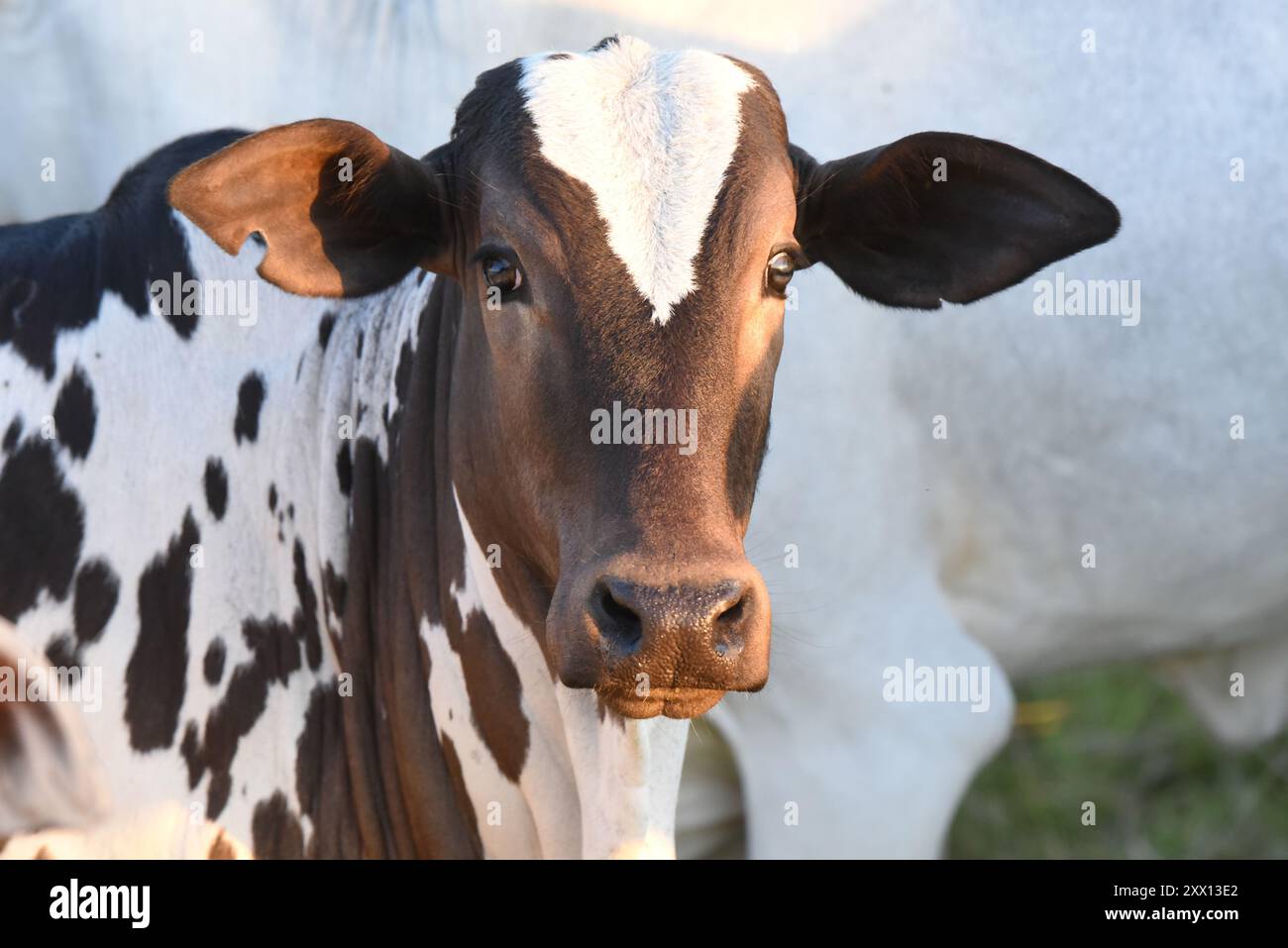 Brahman cattle in the southern Pantanal, Brazil Stock Photo - Alamy