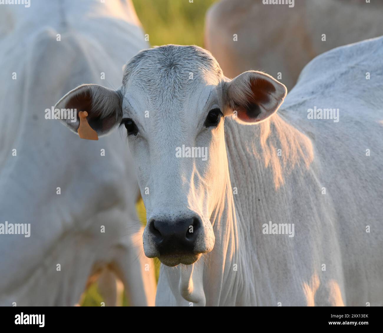 Brahman cattle in the southern Pantanal, Brazil Stock Photo - Alamy