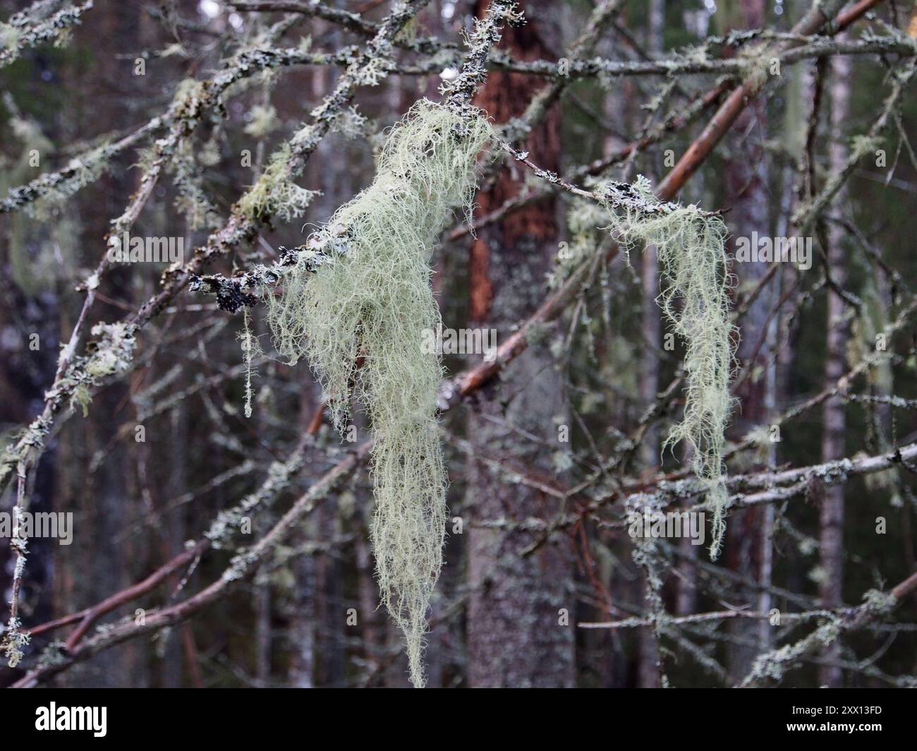 Fishbone Beard Lichen (Usnea dasopoga) Fungi Stock Photo - Alamy