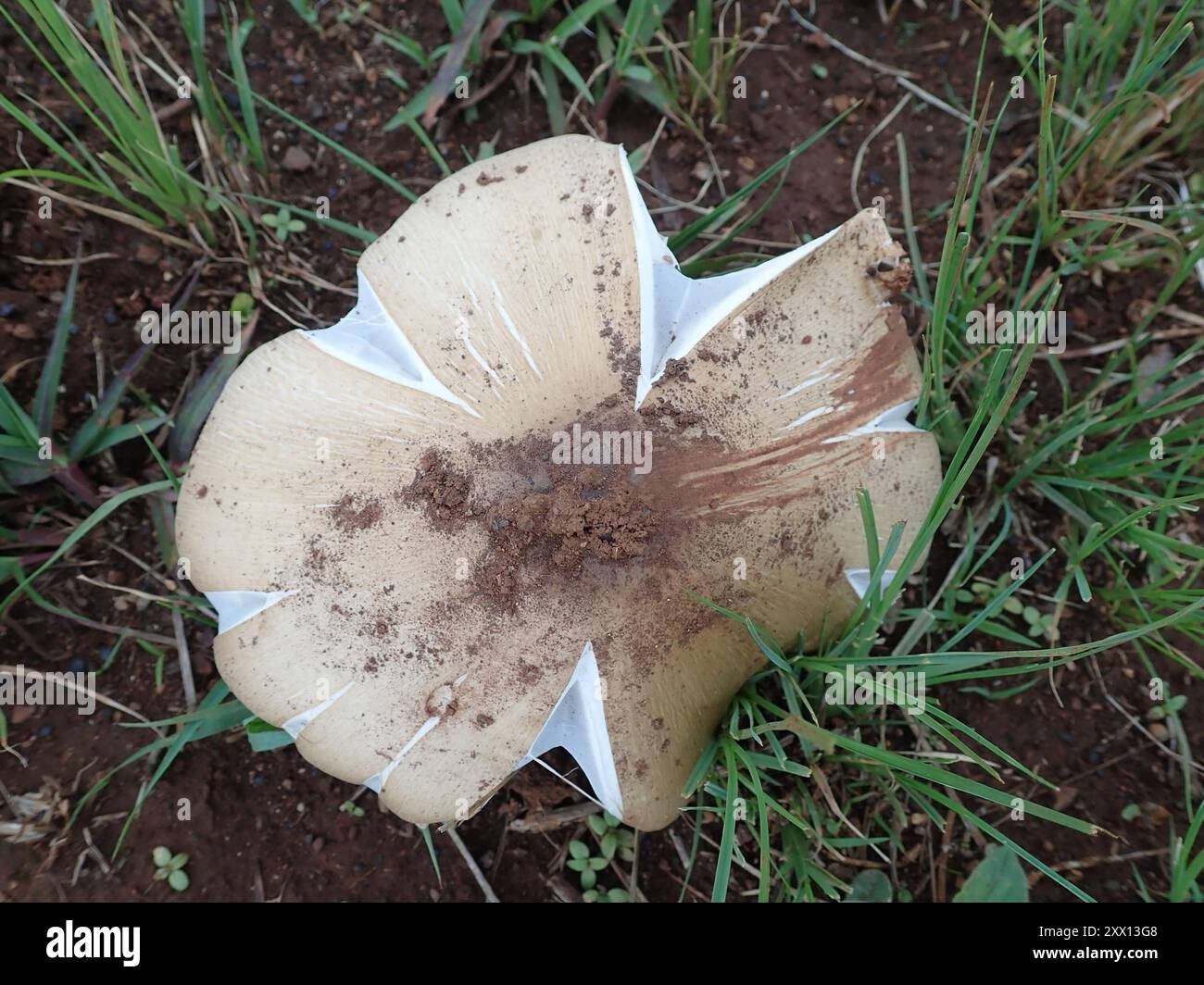 Beefsteak Termite Mushroom (Termitomyces umkowaan) Fungi Stock Photo ...
