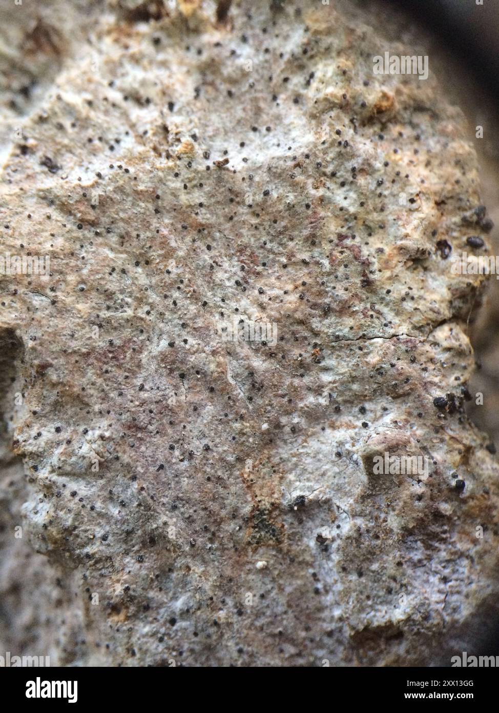 (Inoderma byssaceum) Fungi Stock Photo - Alamy