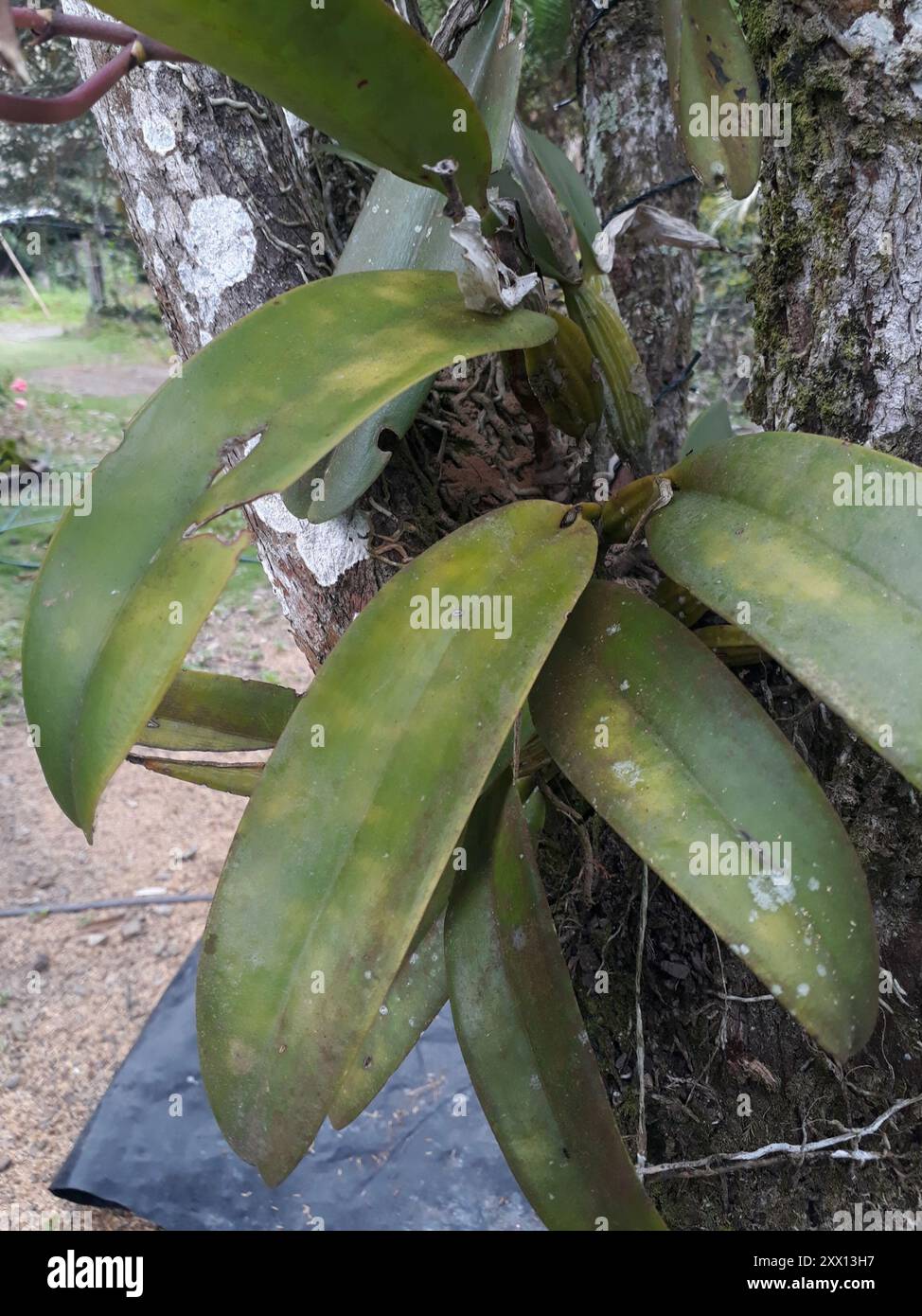(Cattleya schroederae) Plantae Stock Photo - Alamy