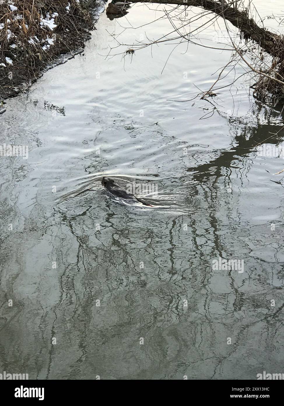 American Beaver (Castor canadensis) Mammalia Stock Photo - Alamy