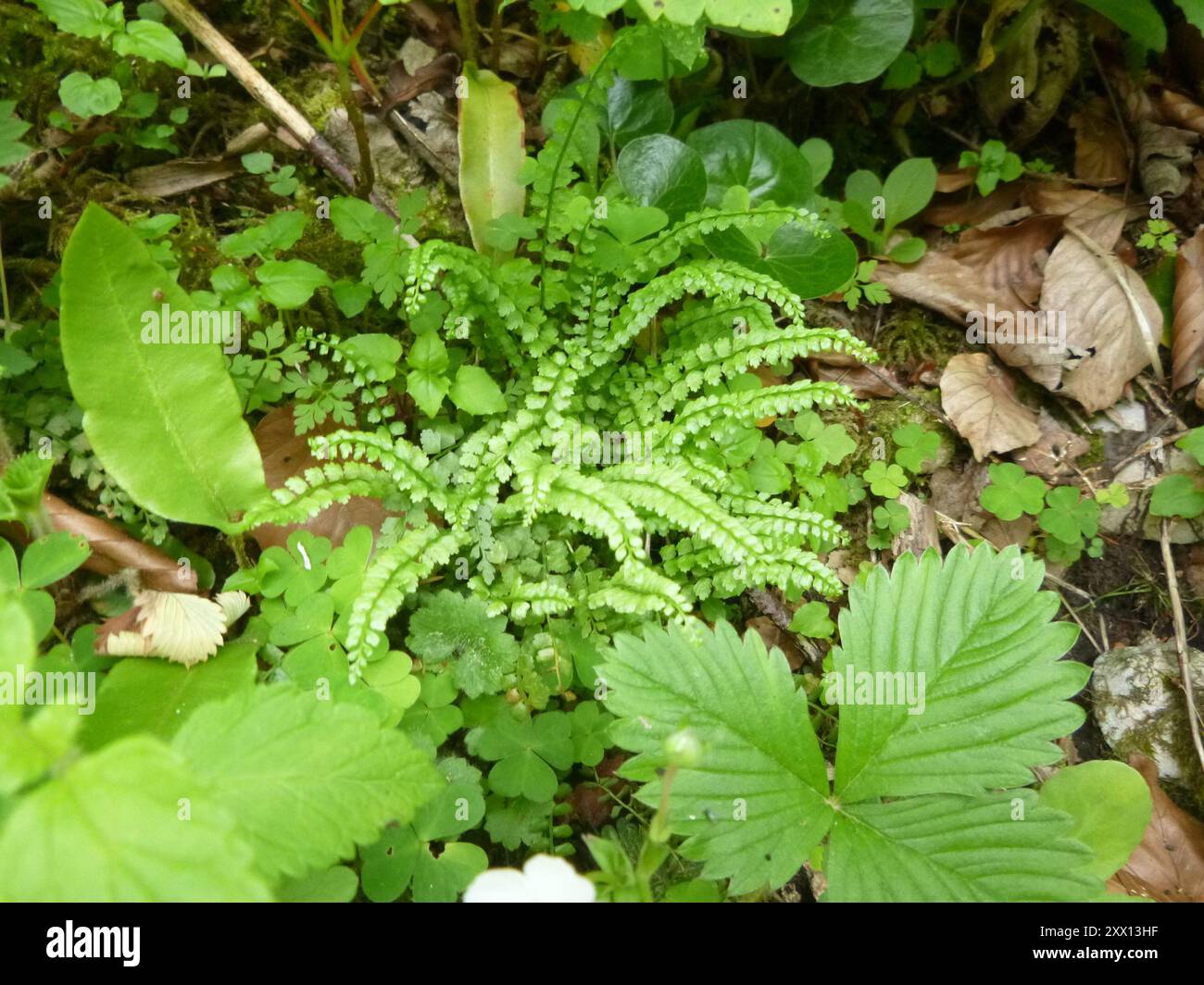 green spleenwort (Asplenium viride) Plantae Stock Photo - Alamy