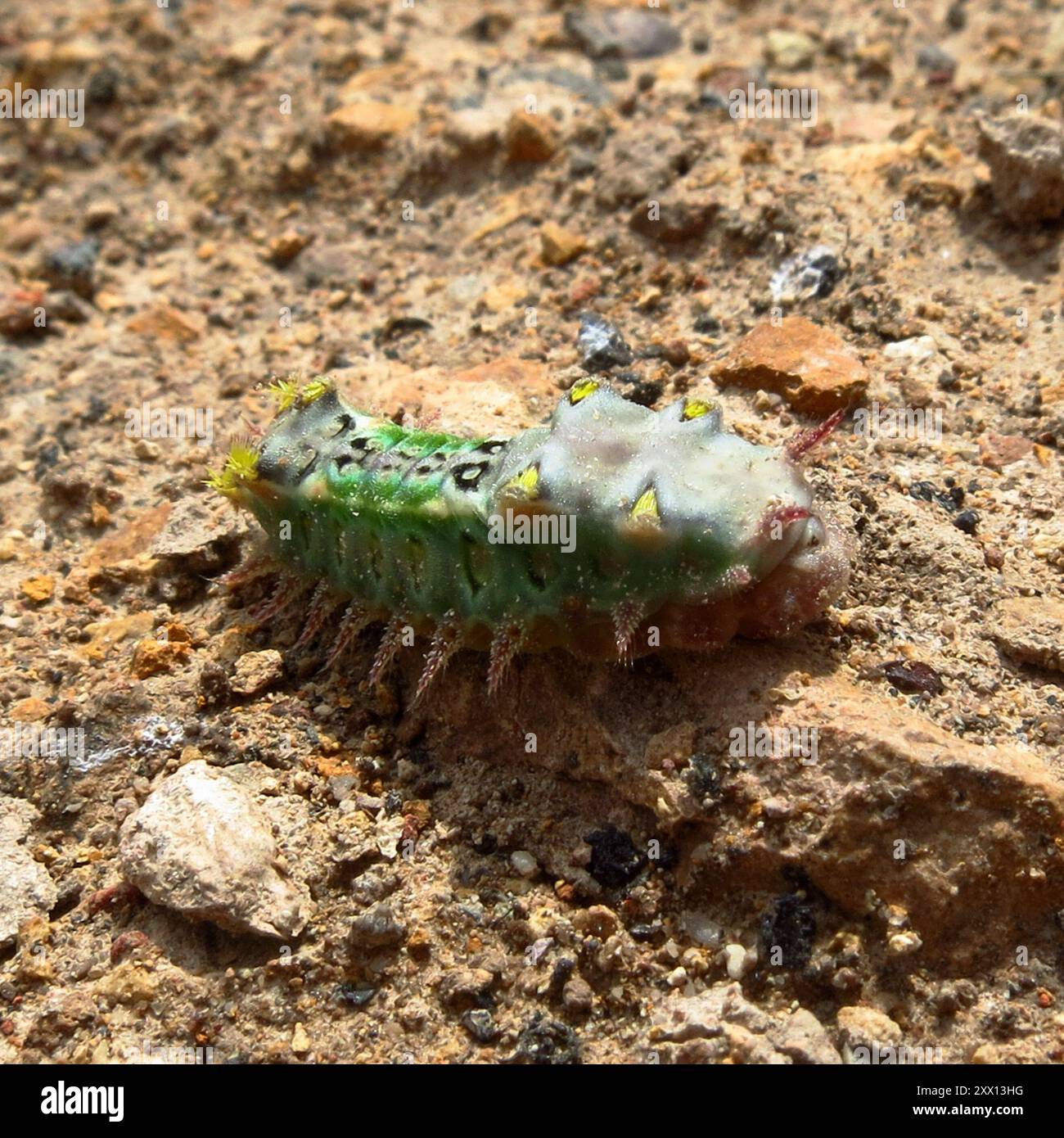 Painted Cup Moth (Doratifera oxleyi) Insecta Stock Photo - Alamy