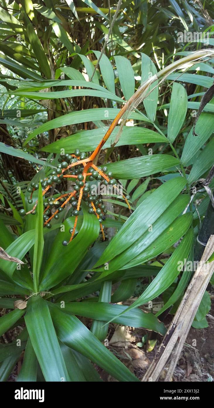 pacaya palm (Chamaedorea tepejilote) Plantae Stock Photo - Alamy