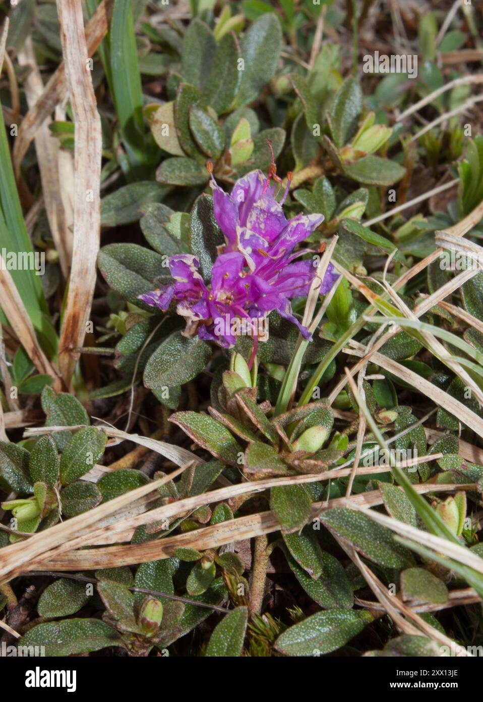 Rhododendron lapponicum hi-res stock photography and images - Alamy