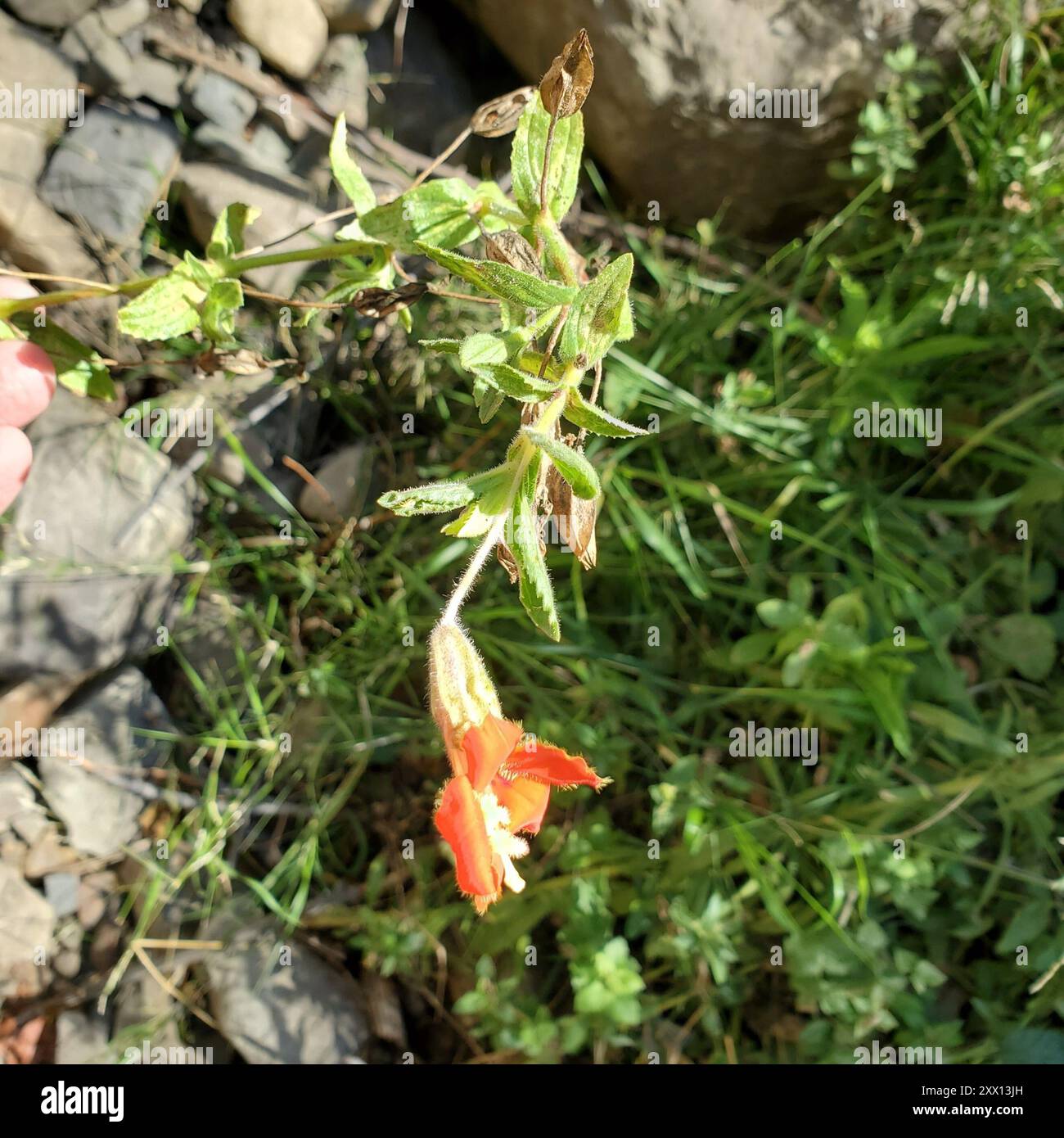 scarlet monkeyflower (Erythranthe cardinalis) Plantae Stock Photo - Alamy