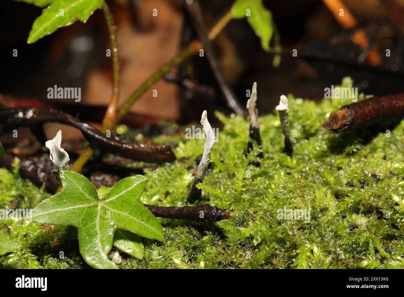Candlesnuff Fungus (Xylaria hypoxylon) Fungi Stock Photo - Alamy