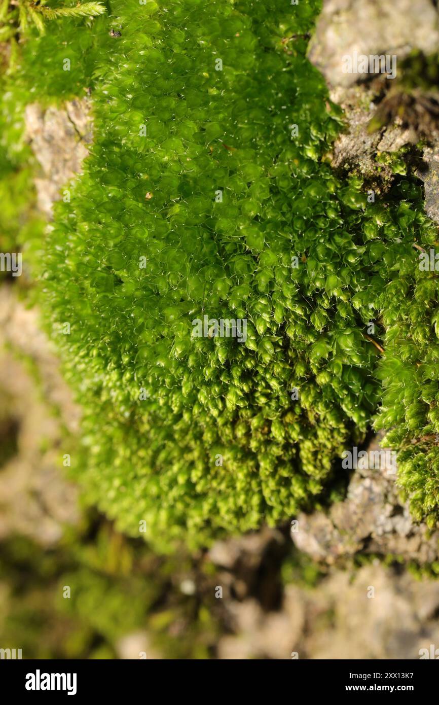 Capillary Thread-moss (Ptychostomum capillare) Plantae Stock Photo - Alamy