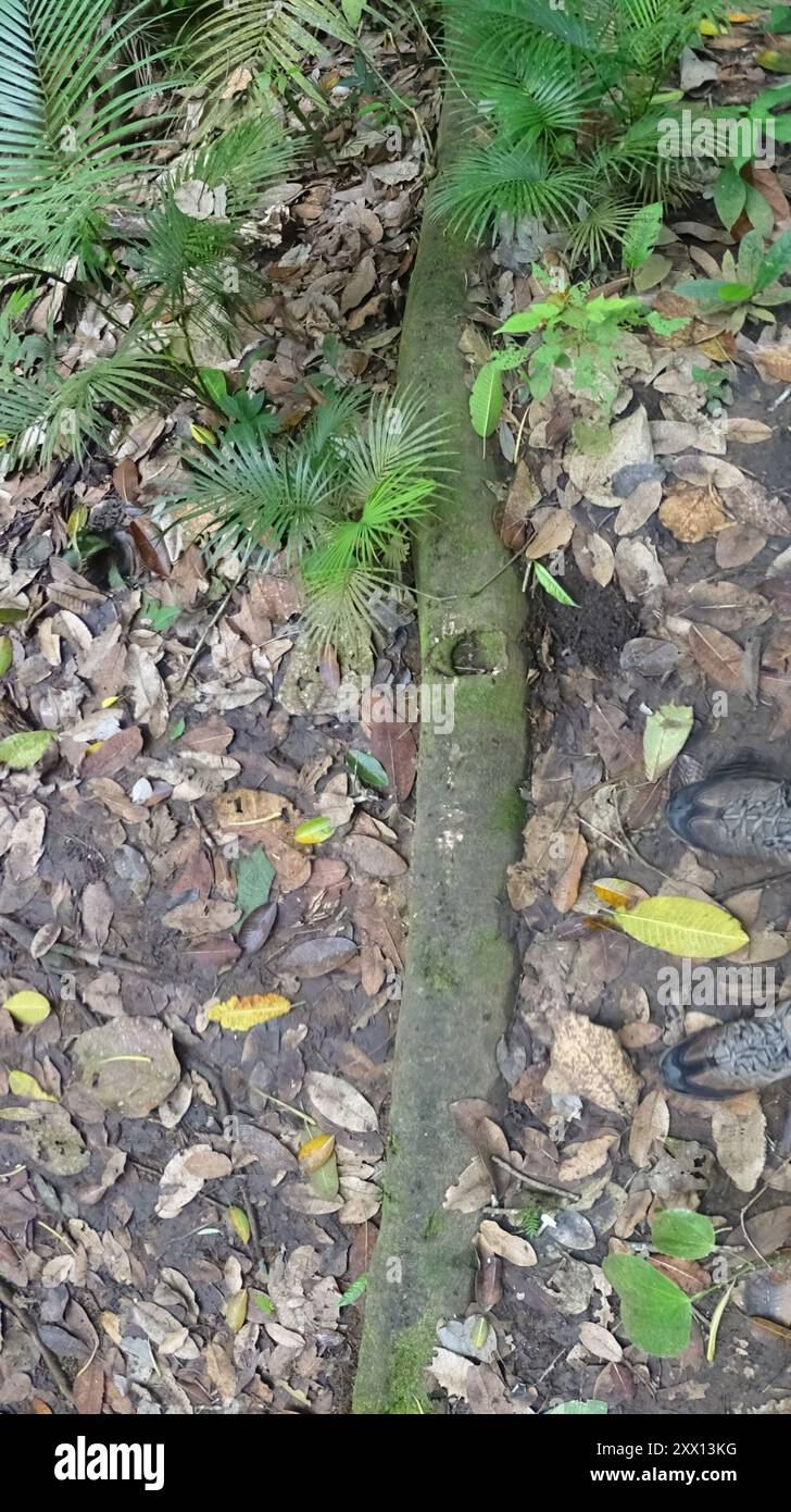 Atta Leaf-cutter Ants (Atta) Insecta Stock Photo - Alamy