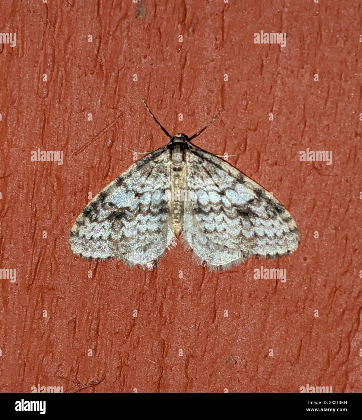 Western Bruce Spanworm (Operophtera occidentalis) Insecta Stock Photo ...