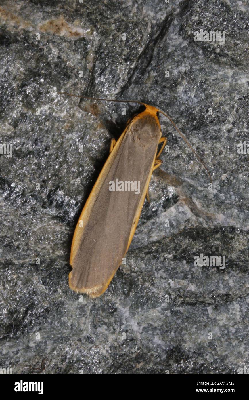 Common Footman (Eilema lurideola) Insecta Stock Photo - Alamy