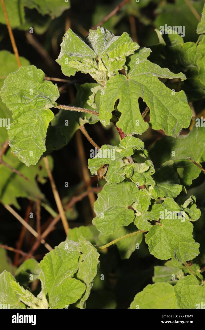Tree Mallow (Malva arborea) Plantae Stock Photo - Alamy