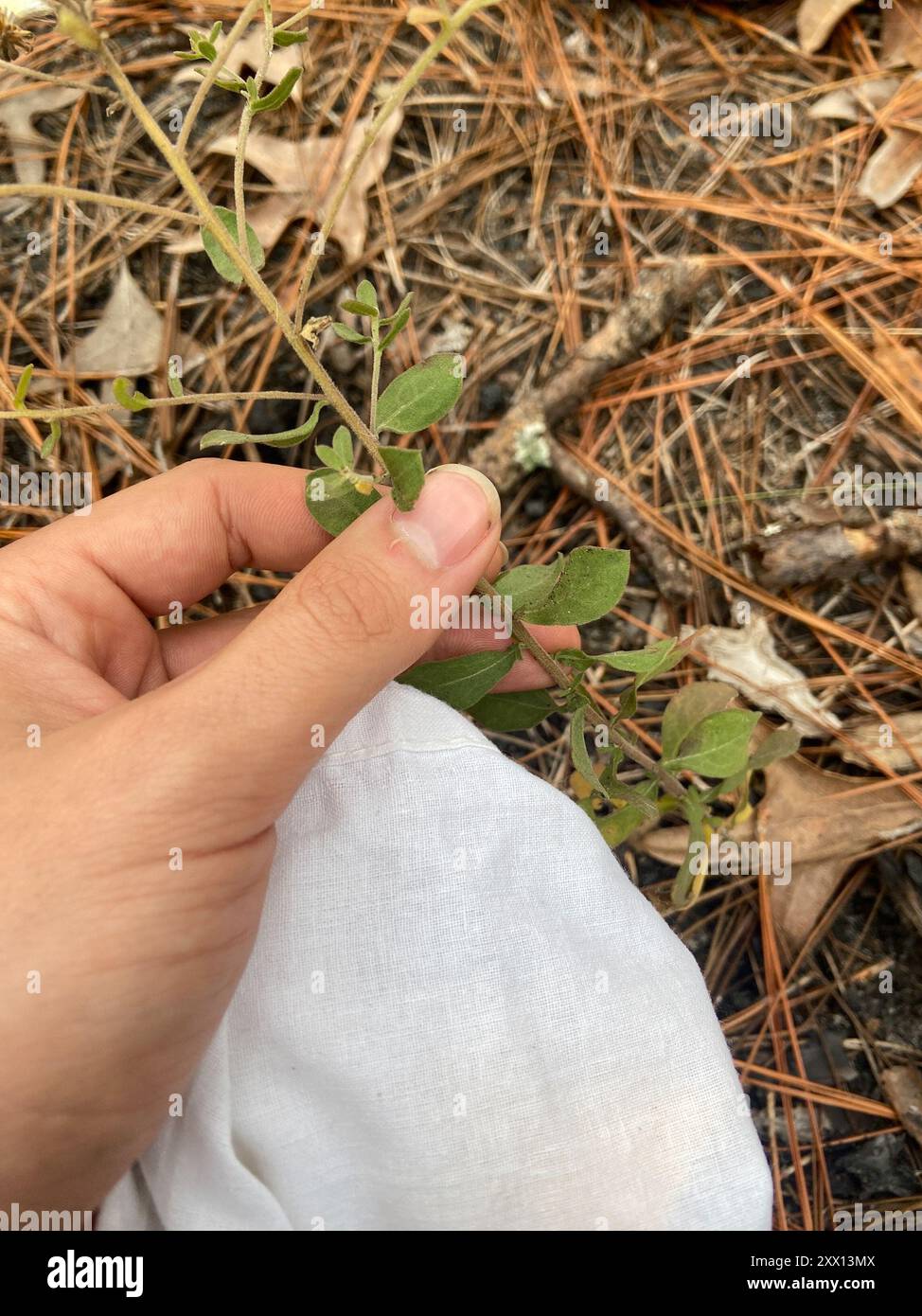 Dixie aster (Sericocarpus tortifolius) Plantae Stock Photo - Alamy