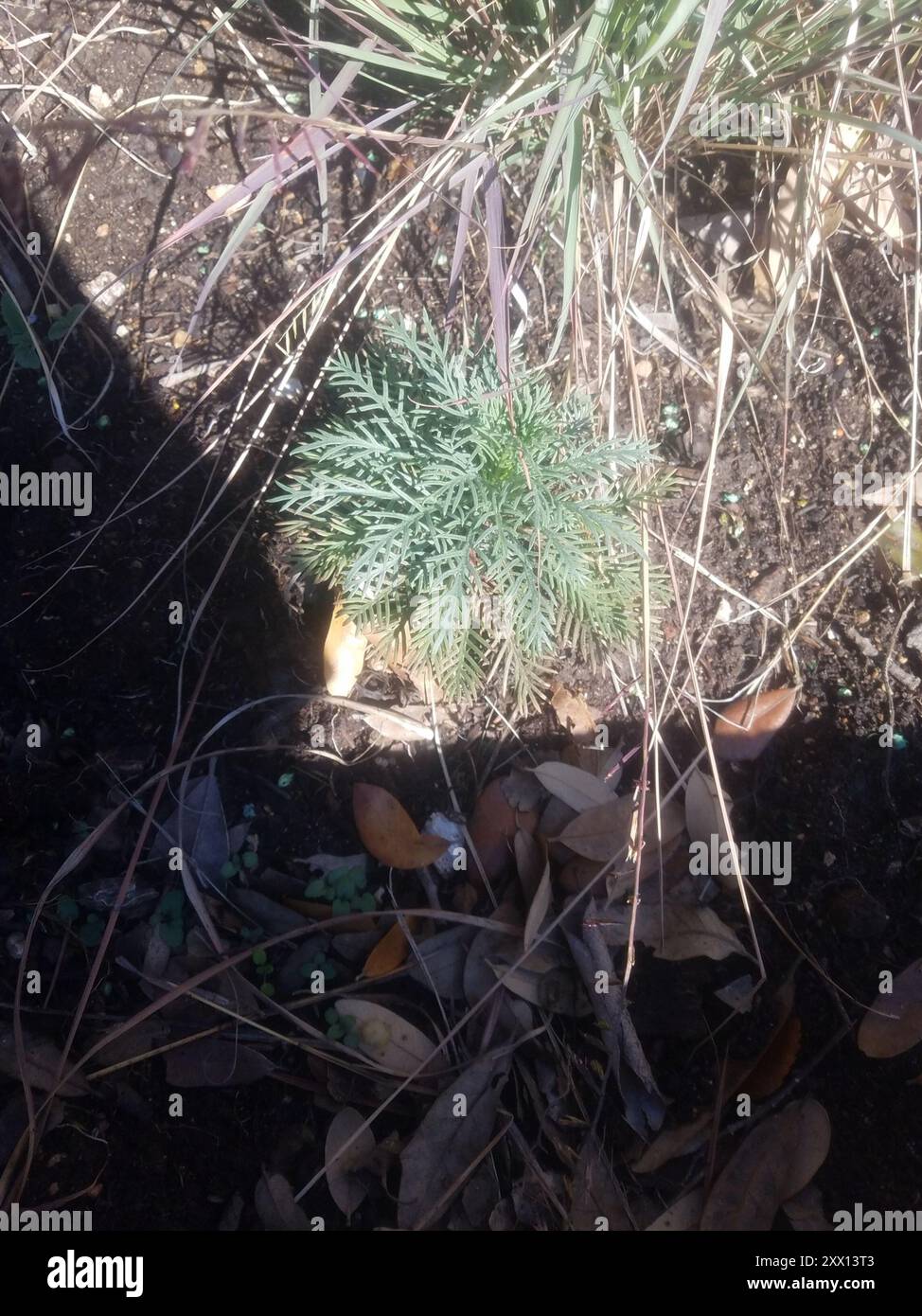 standing cypress (Ipomopsis rubra) Plantae Stock Photo - Alamy