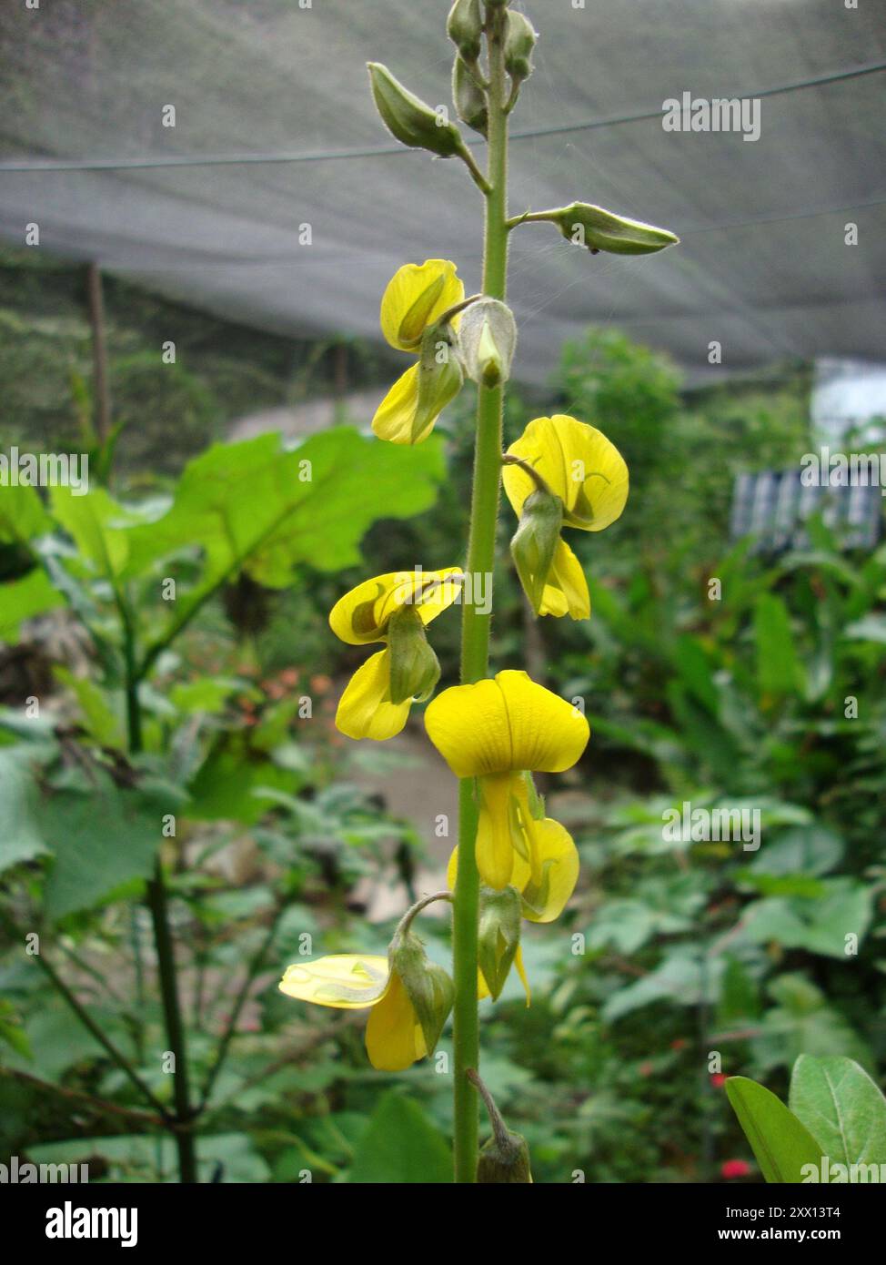 Rattlepods (Crotalaria) Plantae Stock Photo - Alamy