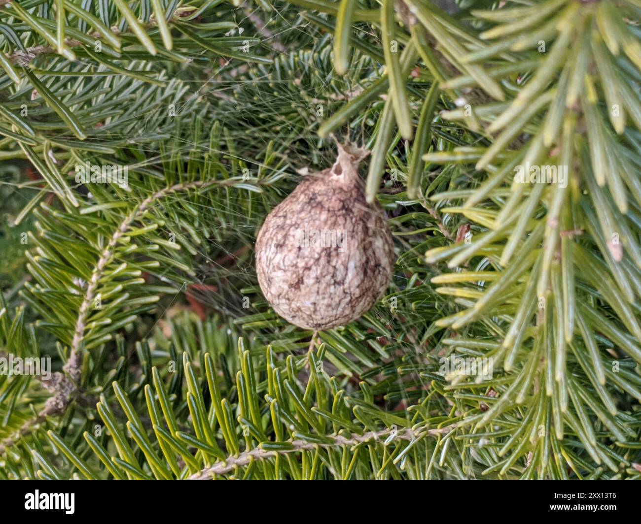 Yellow Garden Spider (Argiope aurantia) Arachnida Stock Photo - Alamy