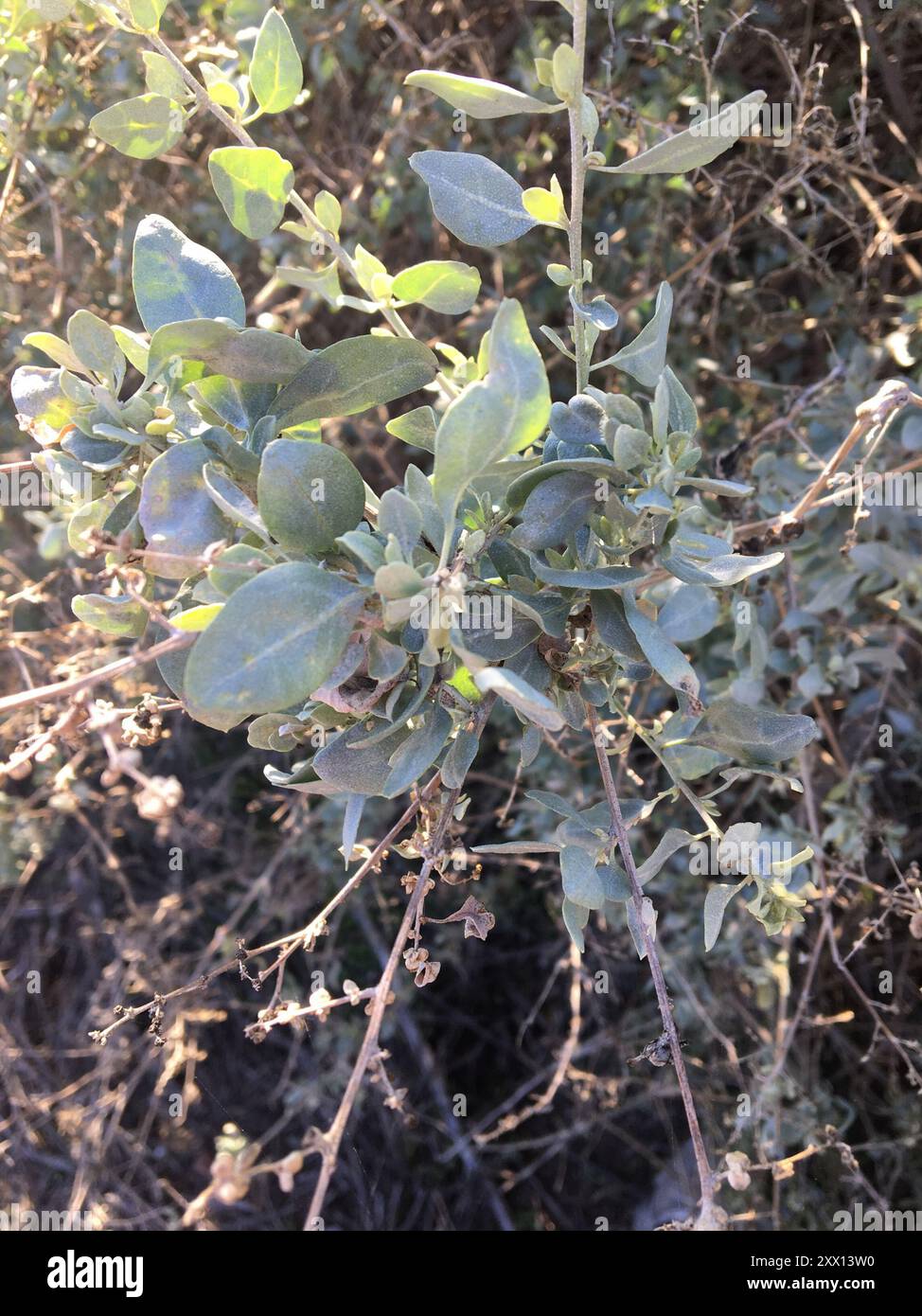 Saltbushes (Atriplex) Plantae Stock Photo - Alamy