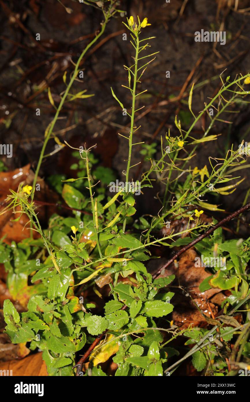 mustard family (Brassicaceae) Plantae Stock Photo - Alamy