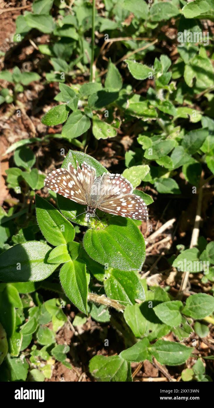 Orcus checkered skipper hi-res stock photography and images - Alamy