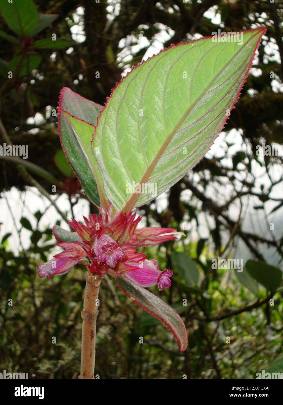 (Columnea machupicchuensis) Plantae Stock Photo - Alamy