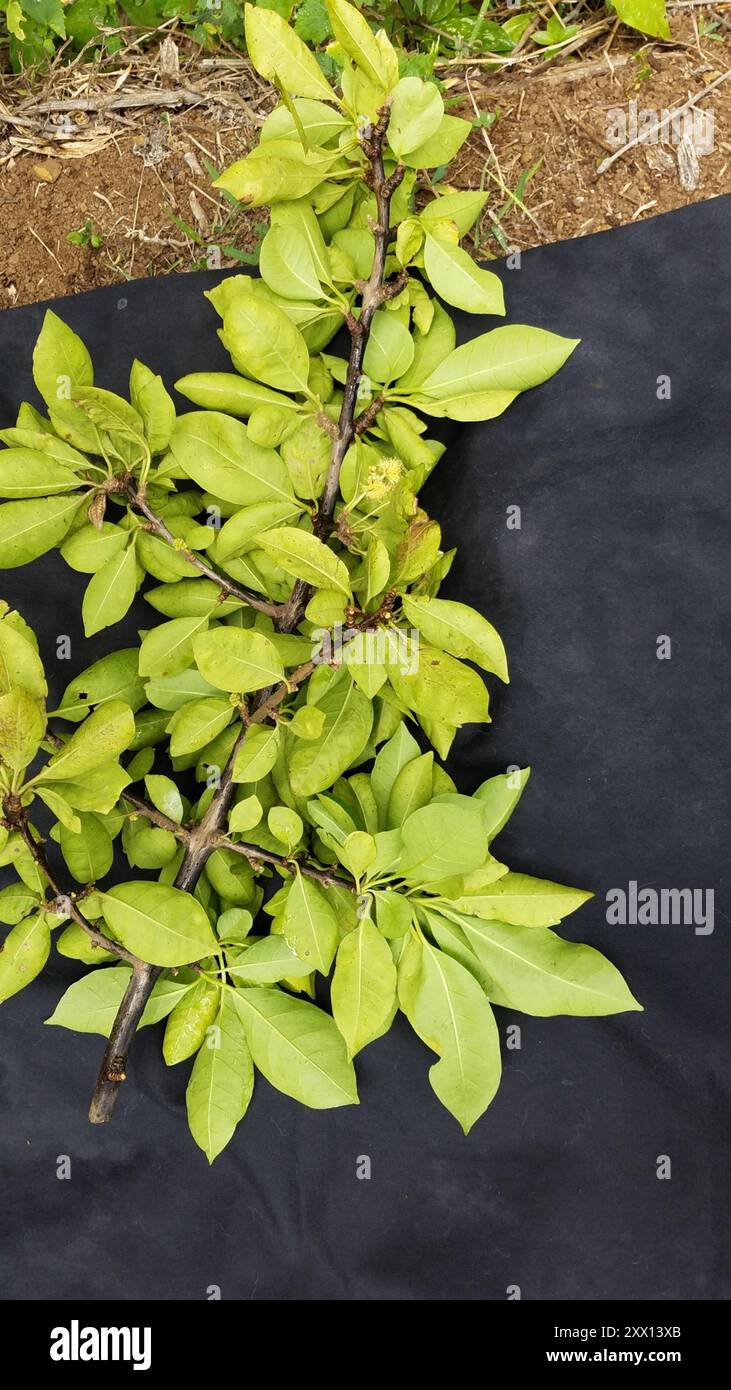 Native Bougainvillea (Pisonia aculeata) Plantae Stock Photo - Alamy
