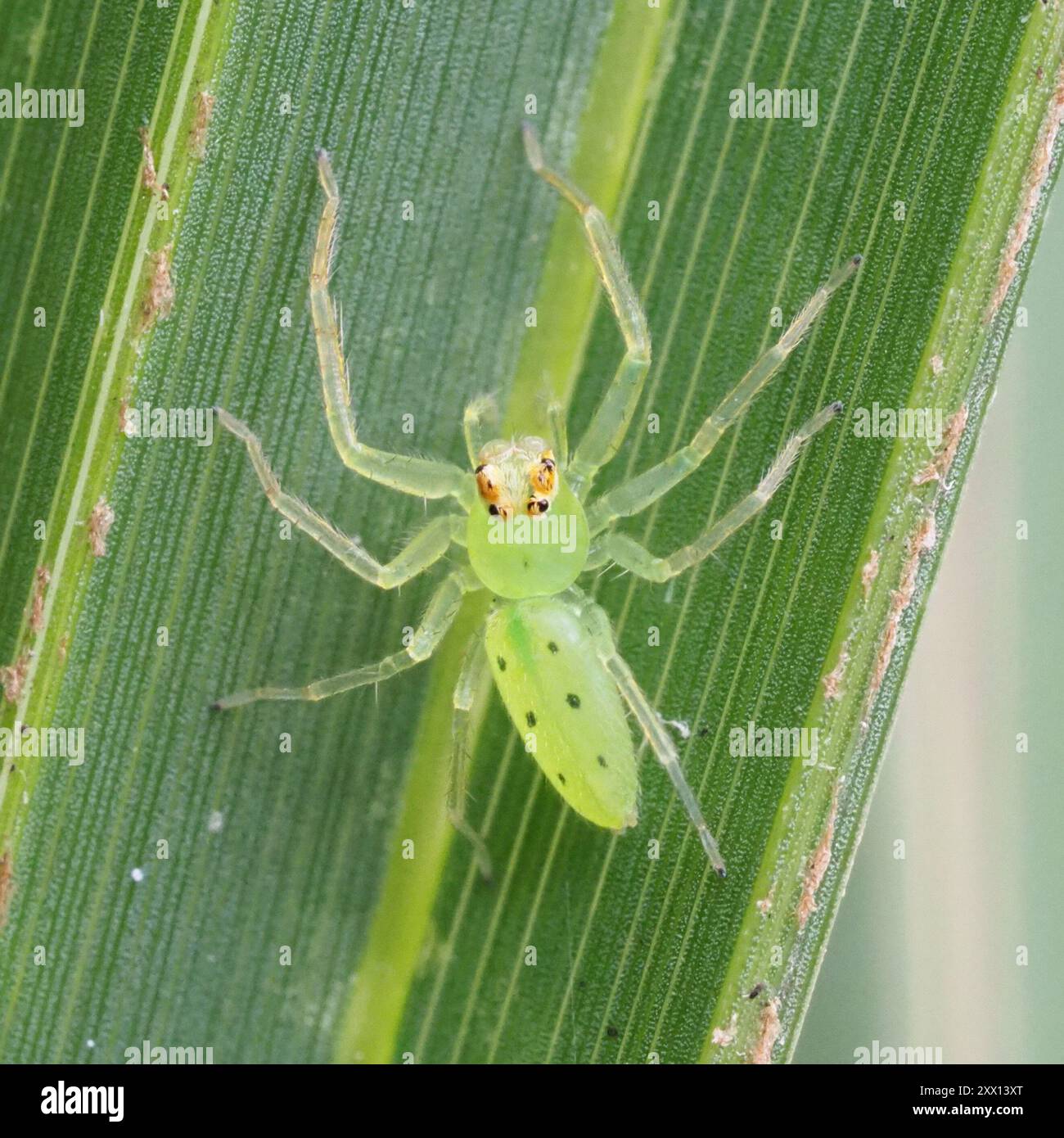 Magnolia Green Jumping Spider (Lyssomanes viridis) Arachnida Stock ...