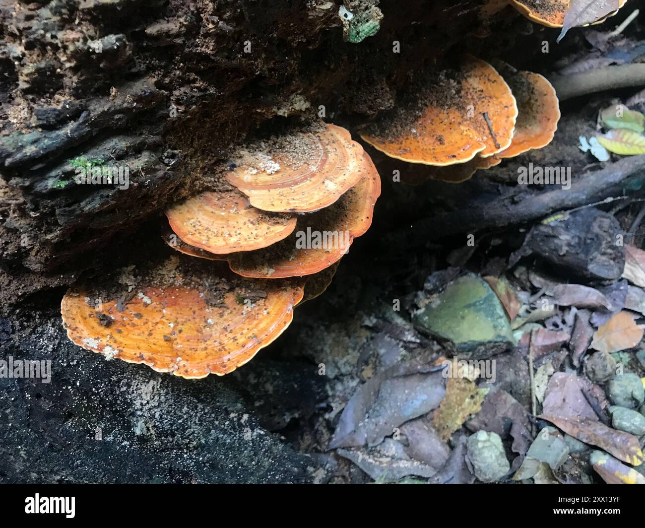 shelf fungi (Polyporales) Fungi Stock Photo - Alamy