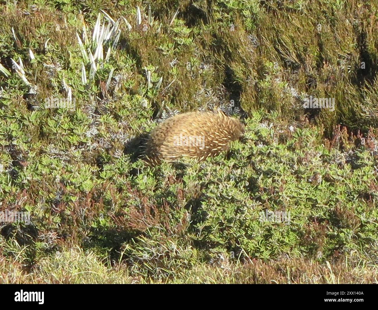 Tasmanian Echidna (Tachyglossus aculeatus setosus) Mammalia Stock Photo ...