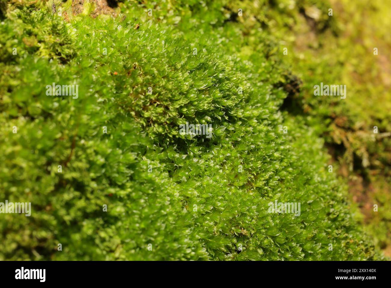 Capillary Thread-moss (Ptychostomum capillare) Plantae Stock Photo - Alamy