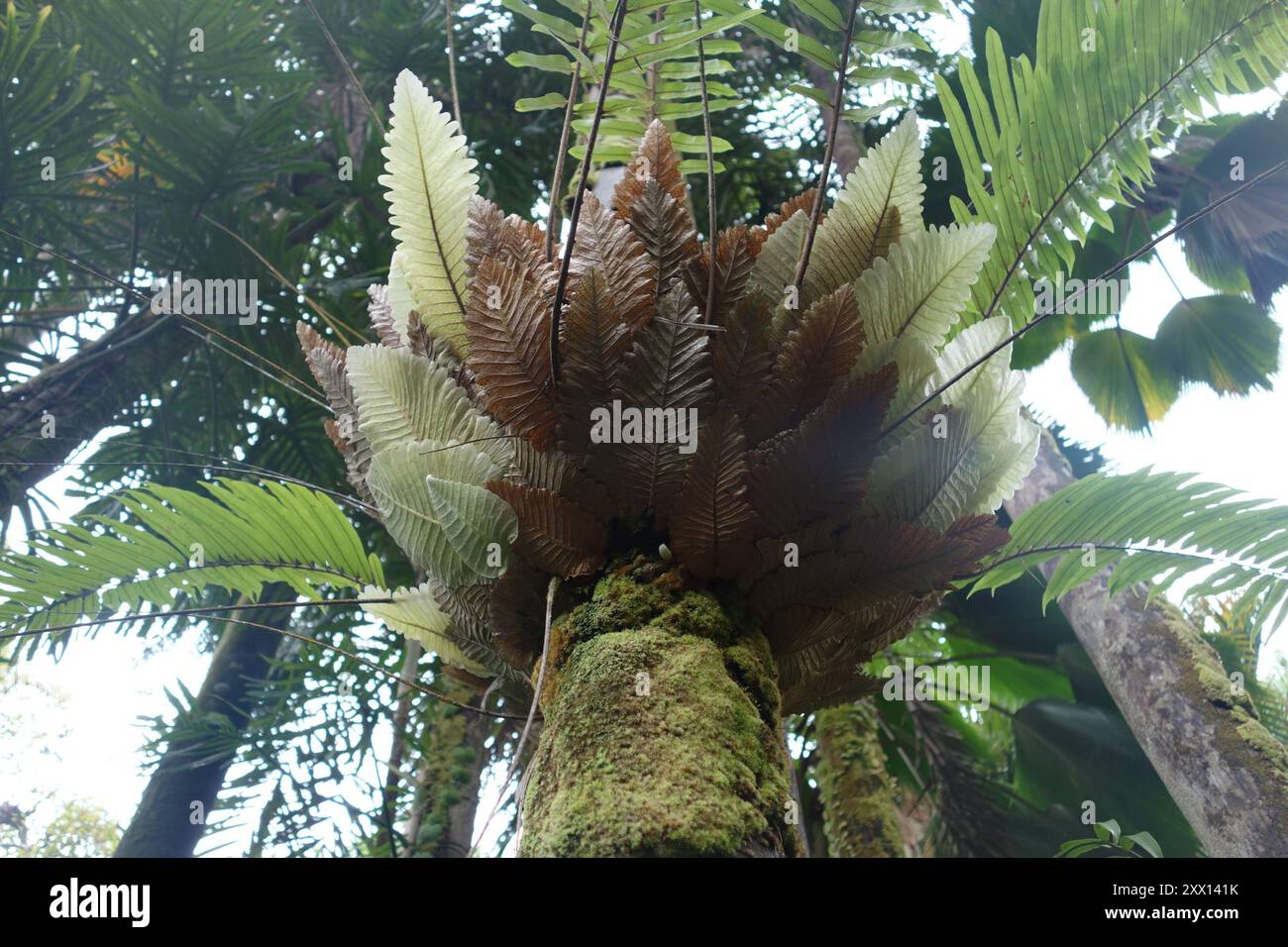 basket fern (Drynaria rigidula) Plantae Stock Photo - Alamy