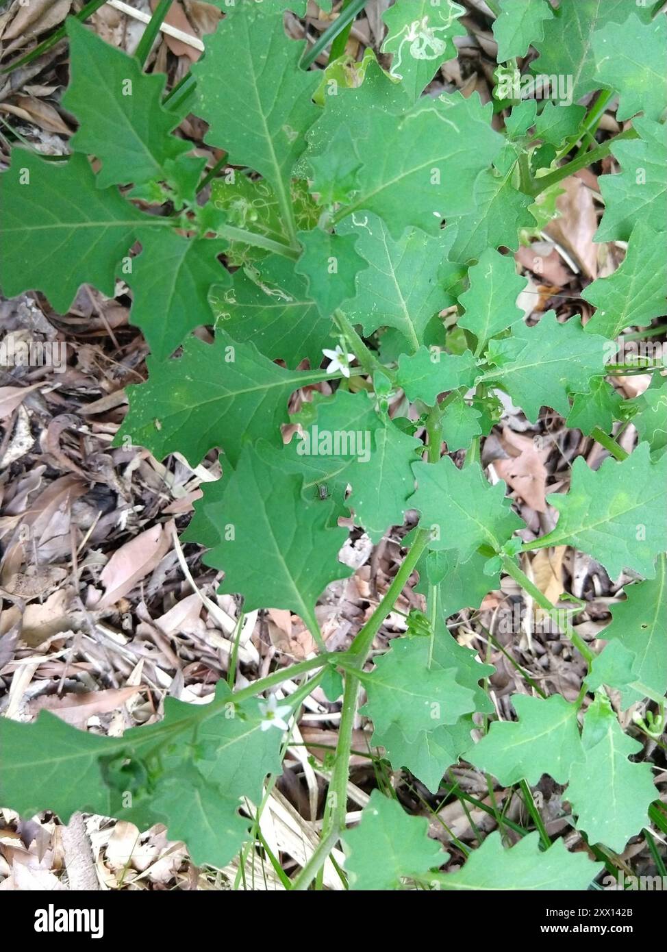 Wonderberry (Solanum retroflexum) Plantae Stock Photo - Alamy