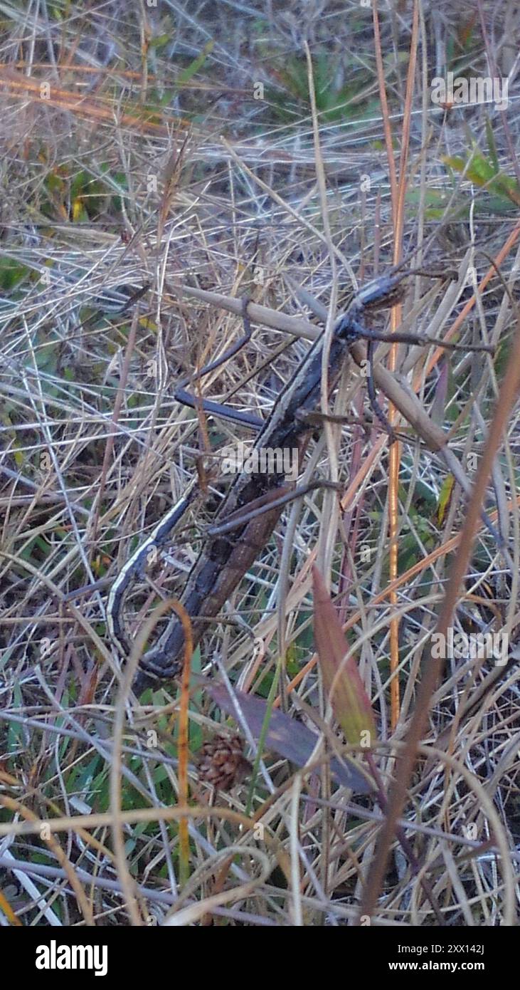 Southern Two-striped Walkingstick (Anisomorpha buprestoides) Insecta ...