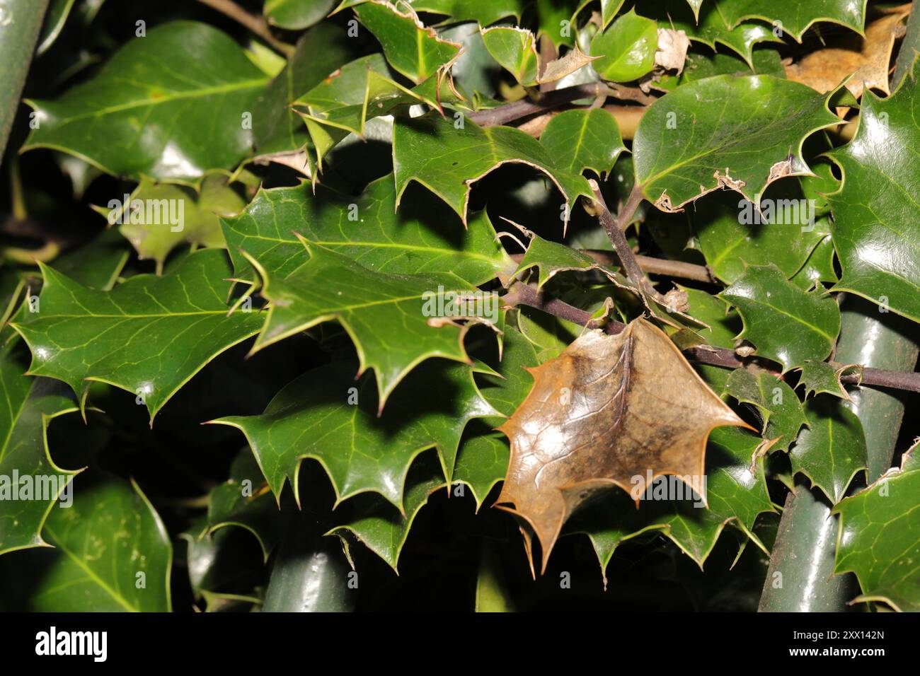 European holly (Ilex aquifolium) Plantae Stock Photo - Alamy