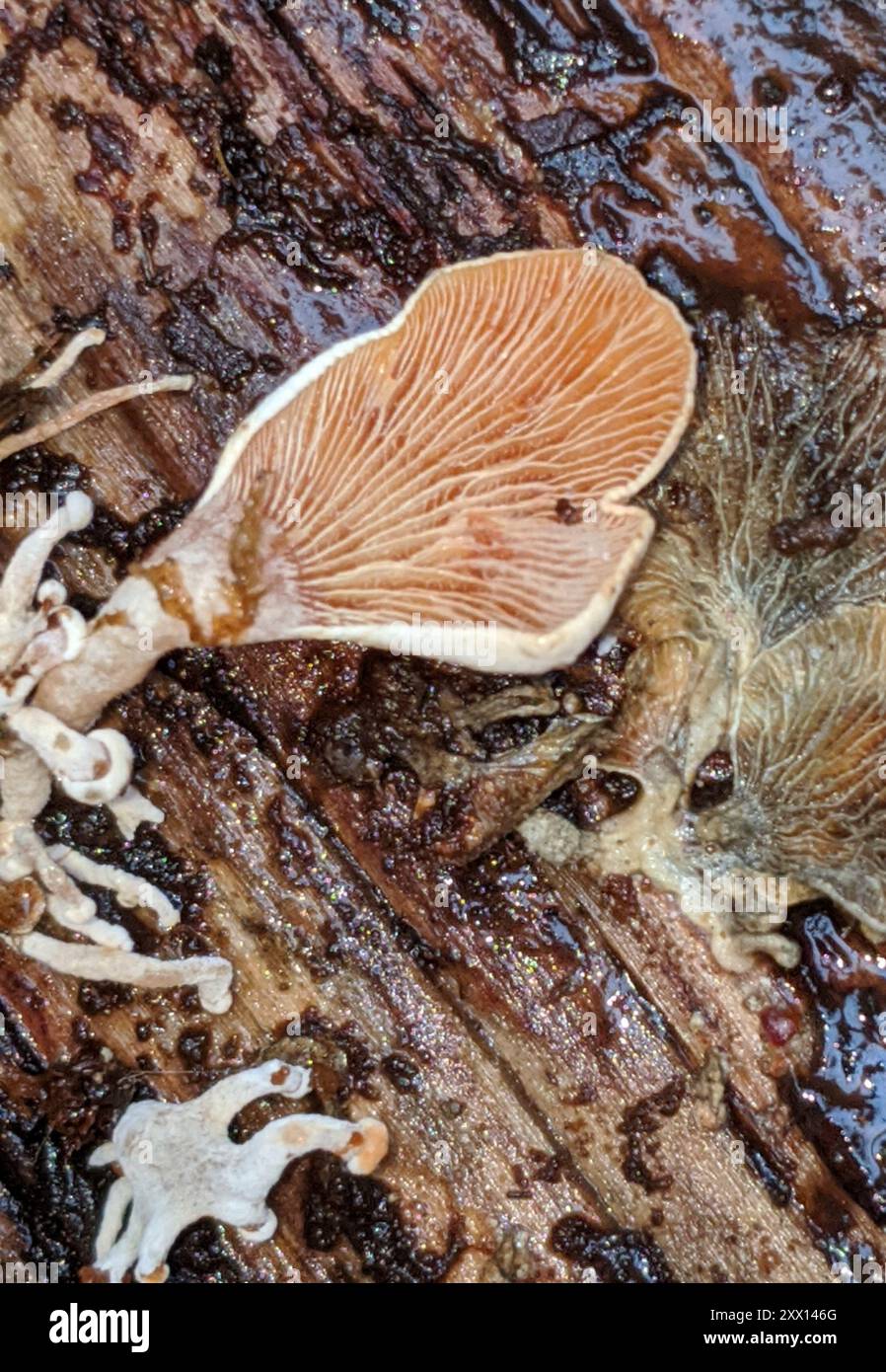 Luminescent Panellus (Panellus stipticus) Fungi Stock Photo - Alamy