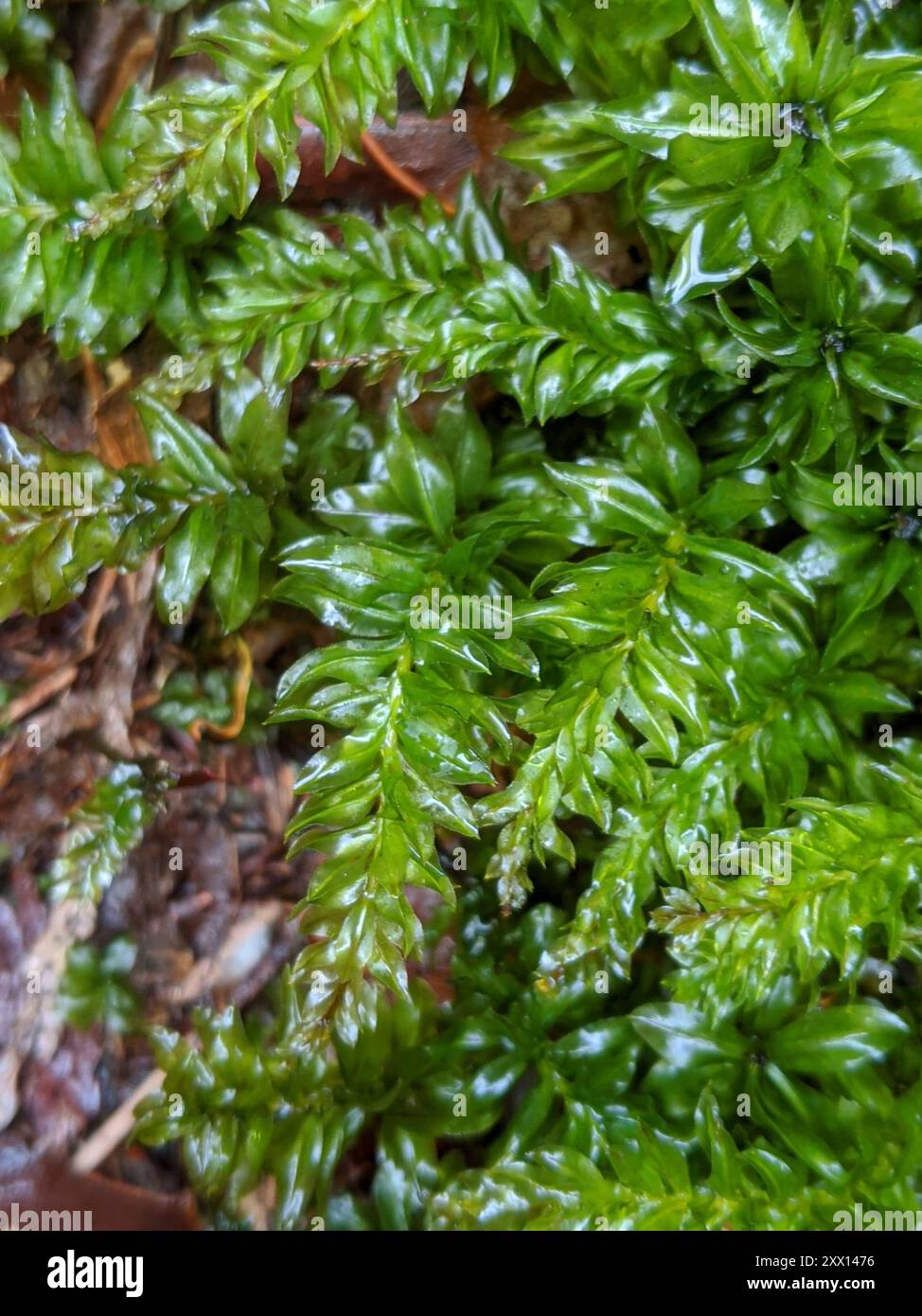 Badge Moss (Plagiomnium insigne) Plantae Stock Photo - Alamy