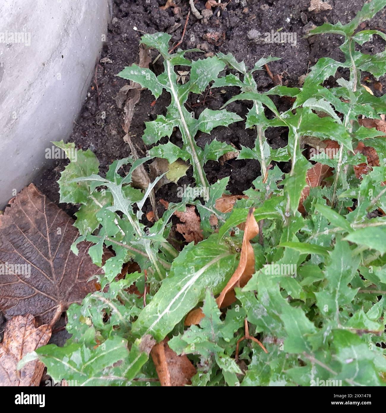 Common Sow-thistle (Sonchus oleraceus) Plantae Stock Photo - Alamy