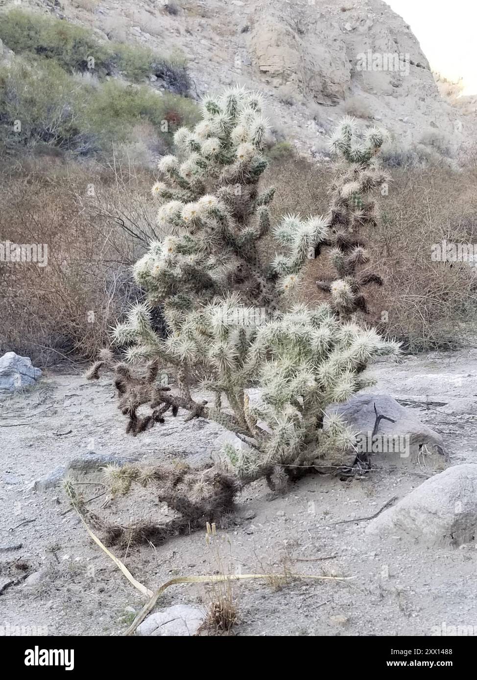 Silver Cholla (Cylindropuntia echinocarpa) Plantae Stock Photo - Alamy