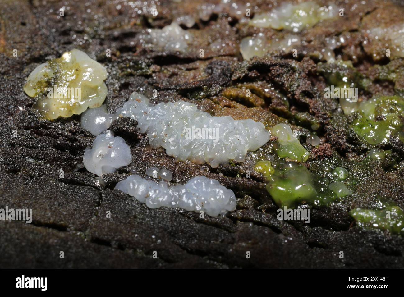 Crystal Brain Fungus (Myxarium nucleatum) Fungi Stock Photo - Alamy