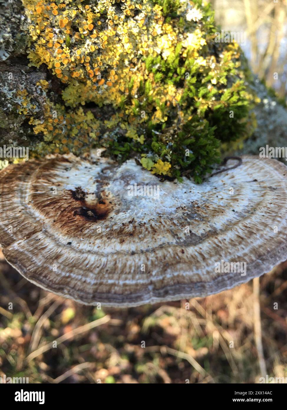 Fomitopsis quercina hi-res stock photography and images - Alamy