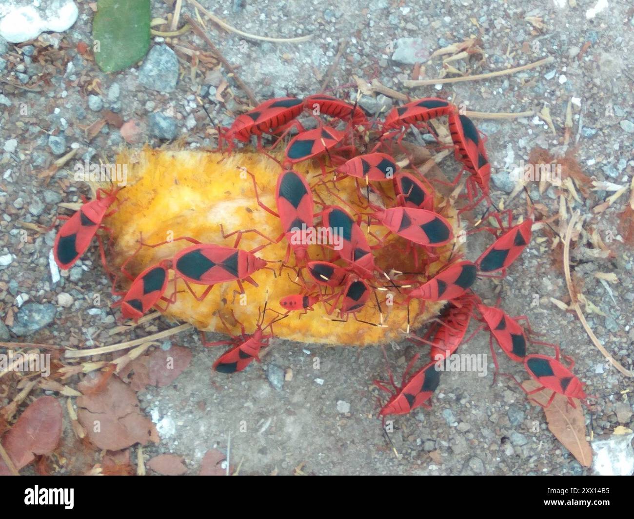 Indian Red Bug (Probergrothius sanguinolens) Insecta Stock Photo - Alamy