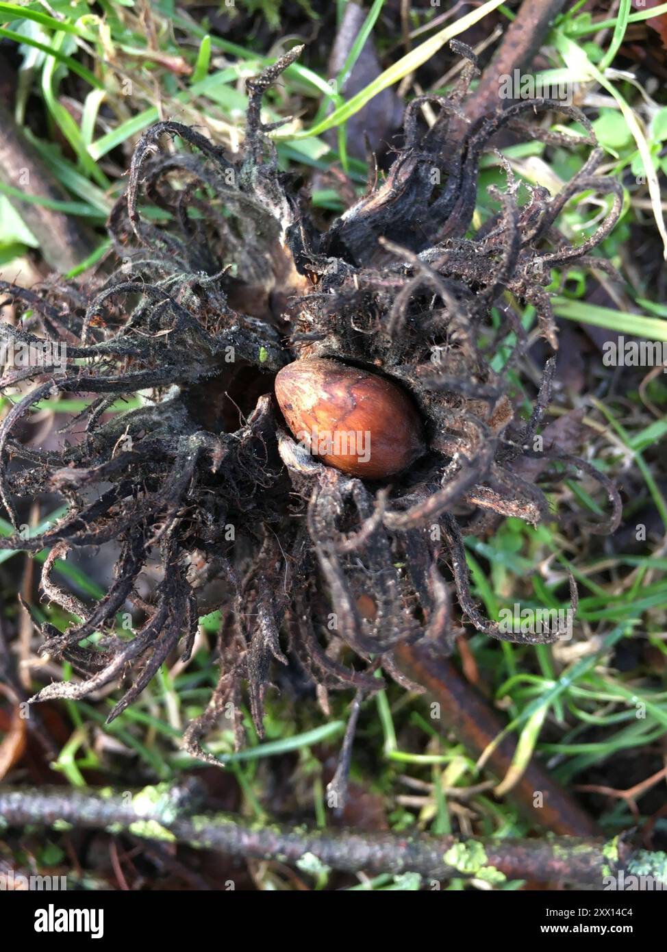 Turkish Hazel (Corylus colurna) Plantae Stock Photo - Alamy