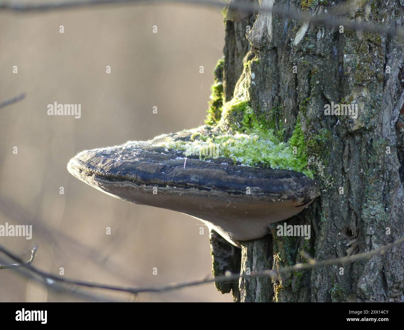 Willow Bracket (Phellinus igniarius) Fungi Stock Photo - Alamy