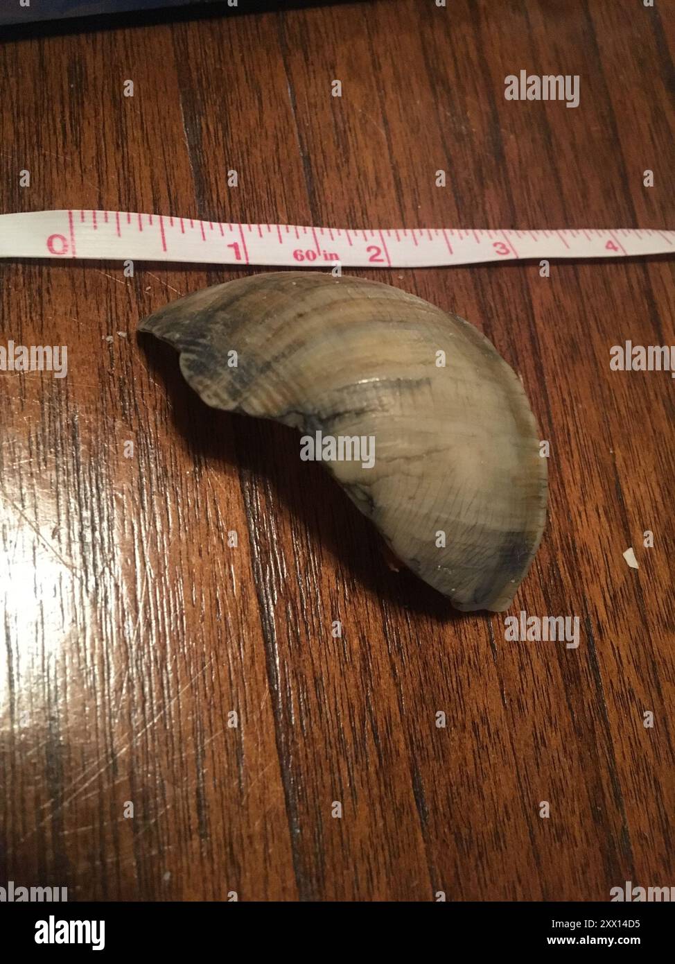 Channeled Whelk (Busycotypus canaliculatus) Mollusca Stock Photo - Alamy