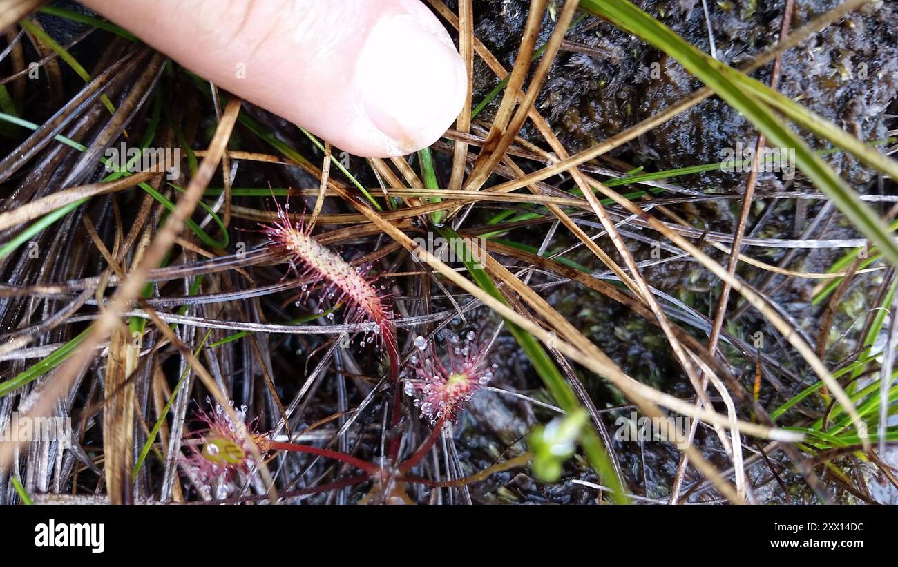 Great Sundew (Drosera anglica) Plantae Stock Photo - Alamy