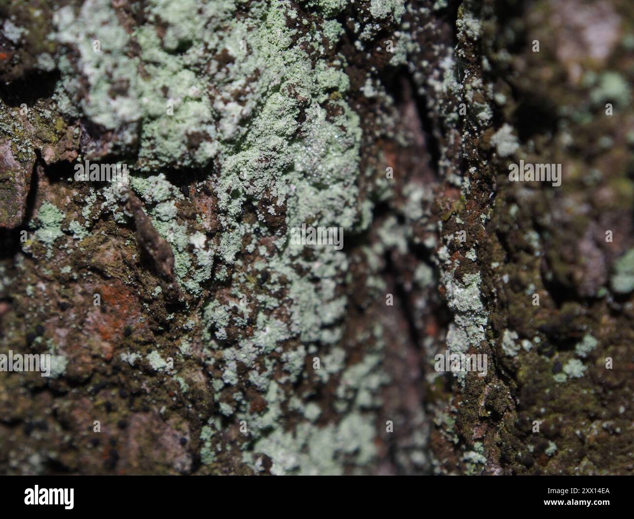 Dust Lichens (Lepraria) Fungi Stock Photo - Alamy